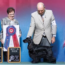 CC Best In Show Club | Canine Chronicle