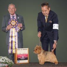 CC Best In Show Club | Canine Chronicle