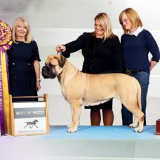 CC Best In Show Club | Canine Chronicle