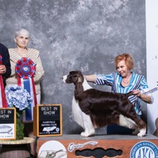 CC Best In Show Club | Canine Chronicle