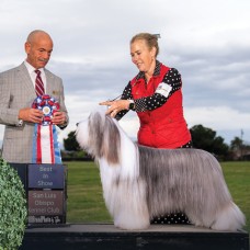 CC Best In Show Club | Canine Chronicle