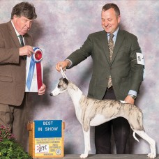 CC Best In Show Club | Canine Chronicle