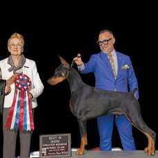 CC Best In Show Club | Canine Chronicle