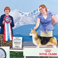 CC Best In Show Club | Canine Chronicle