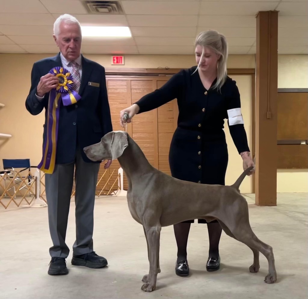 Weimaraner Club of America Regional – Friday, December 2, 2022 | Canine ...