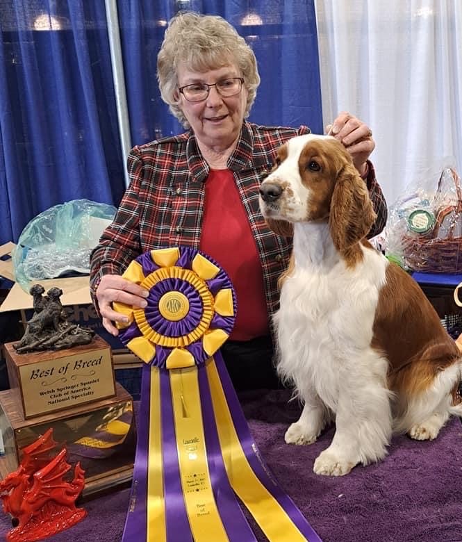Welsh Springer Spaniel Club Of America – Friday, March 17, 2023 ...