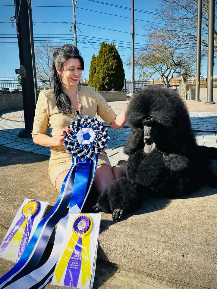 Poodle Club of Massachusetts – Saturday, April 8, 2023 | Canine Chronicle
