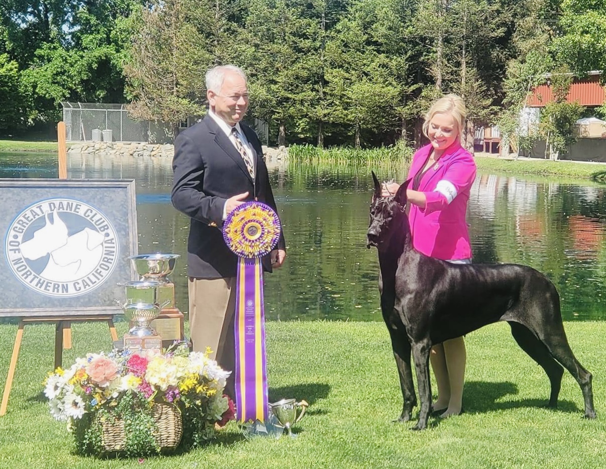 Great Dane Club of Northern California #1 & #2 – Saturday & Sunday ...