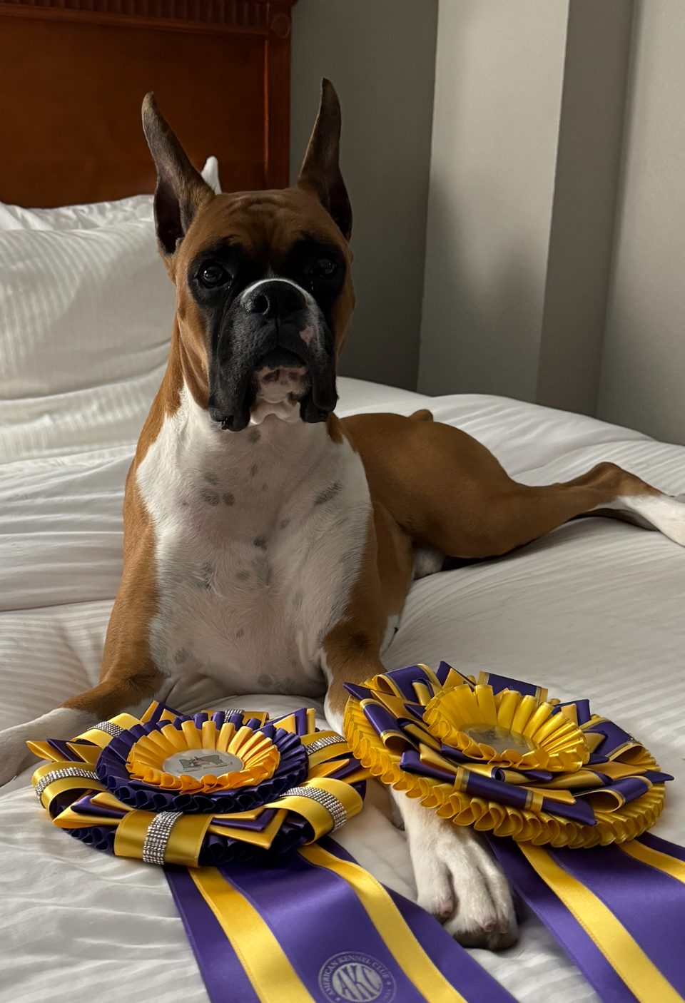 Oregon Boxer Club #1 & #2 – Thursday, November 30, 2023 | Canine Chronicle