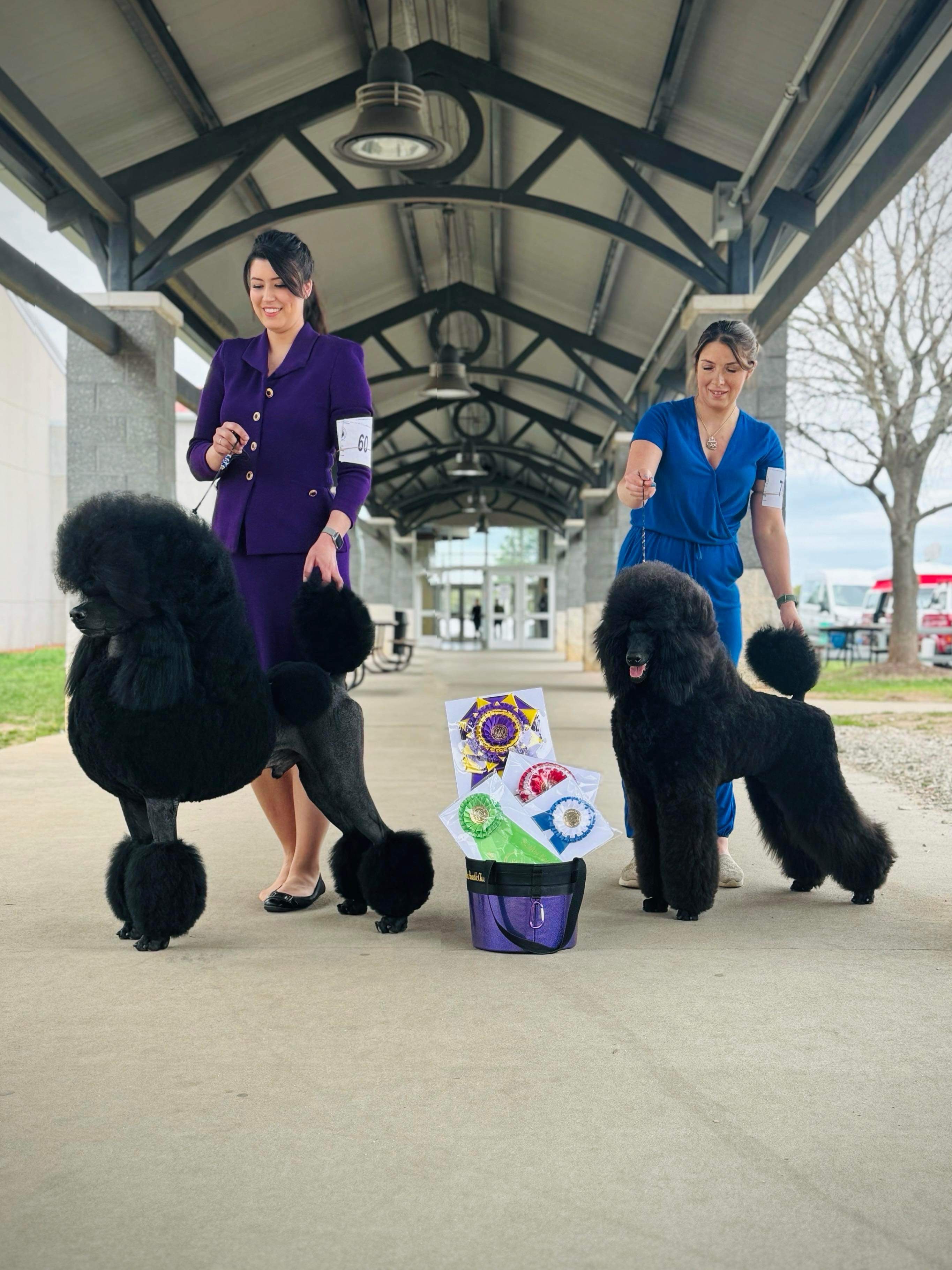 Central Carolina Poodle Club – Friday, March 8, 2024 | Canine Chronicle