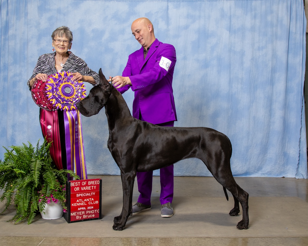 Great Dane Club Of The Mid-South – Saturday, April 13, 2024 | Canine ...