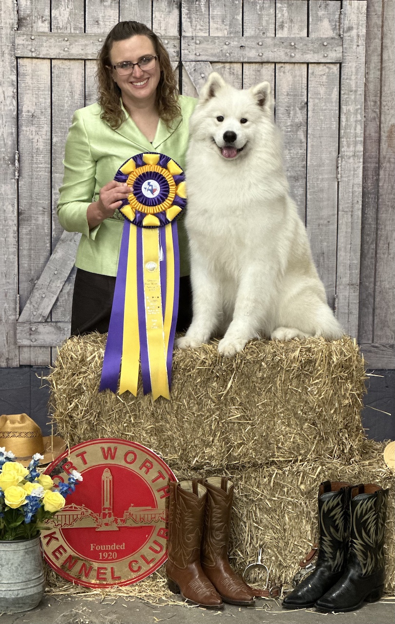 Greater Fort Worth Samoyed Club – Friday, March 21, 2025 | Canine Chronicle