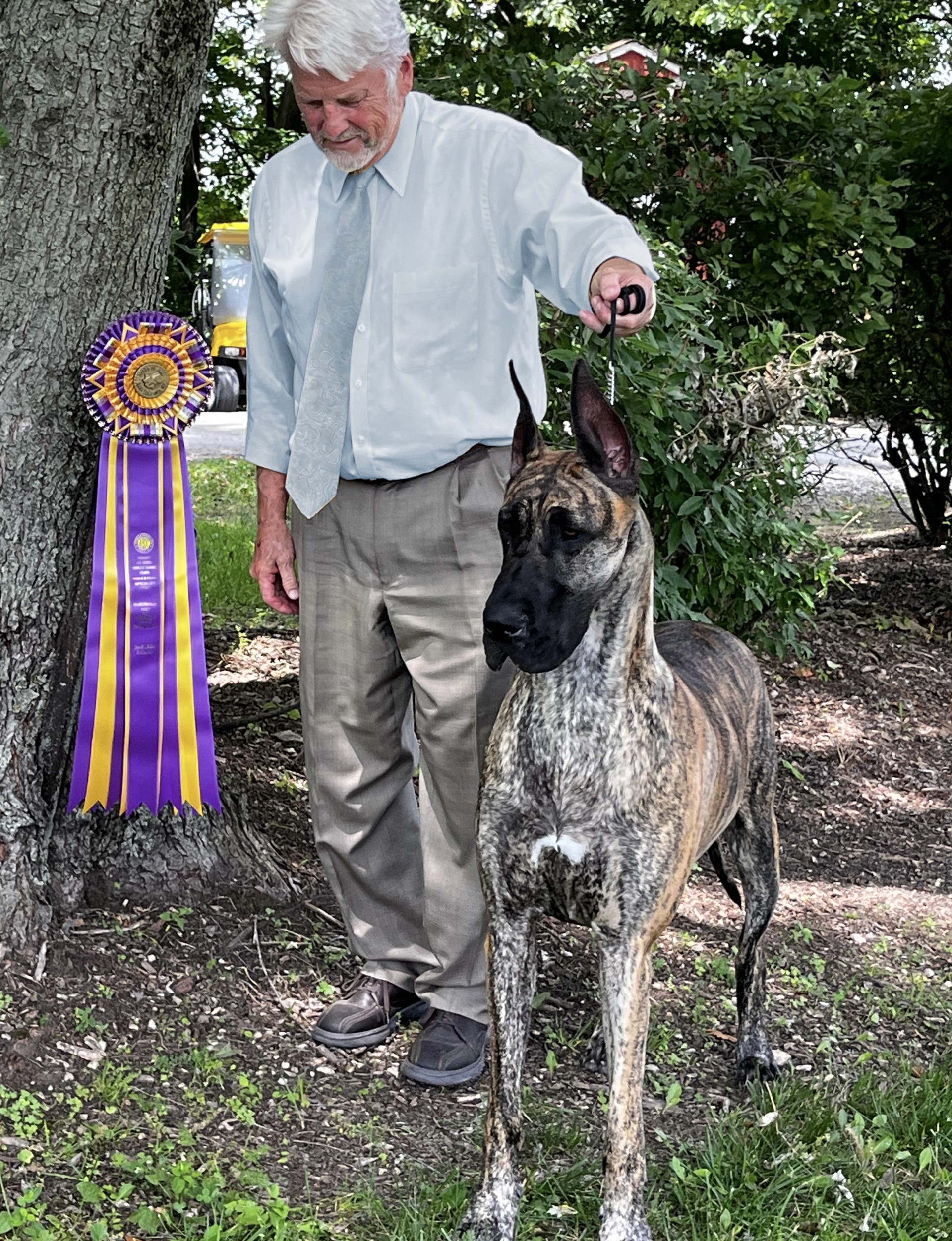 Great Dane Club of Cleveland – Sunday, June 22, 2025 | Canine Chronicle