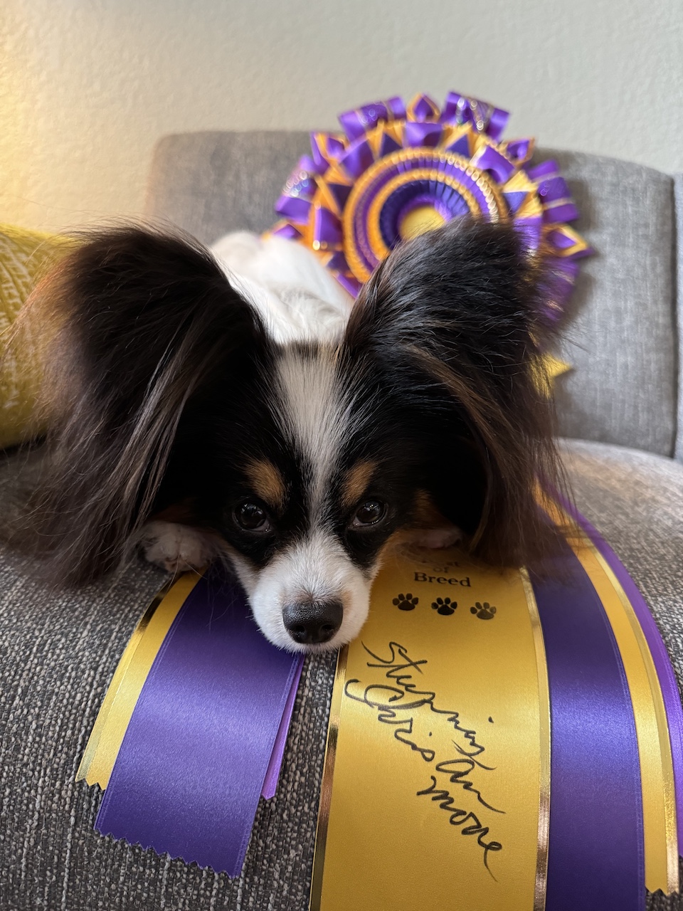 Sunshine State Papillon Club – Saturday, June 14, 2025 | Canine Chronicle