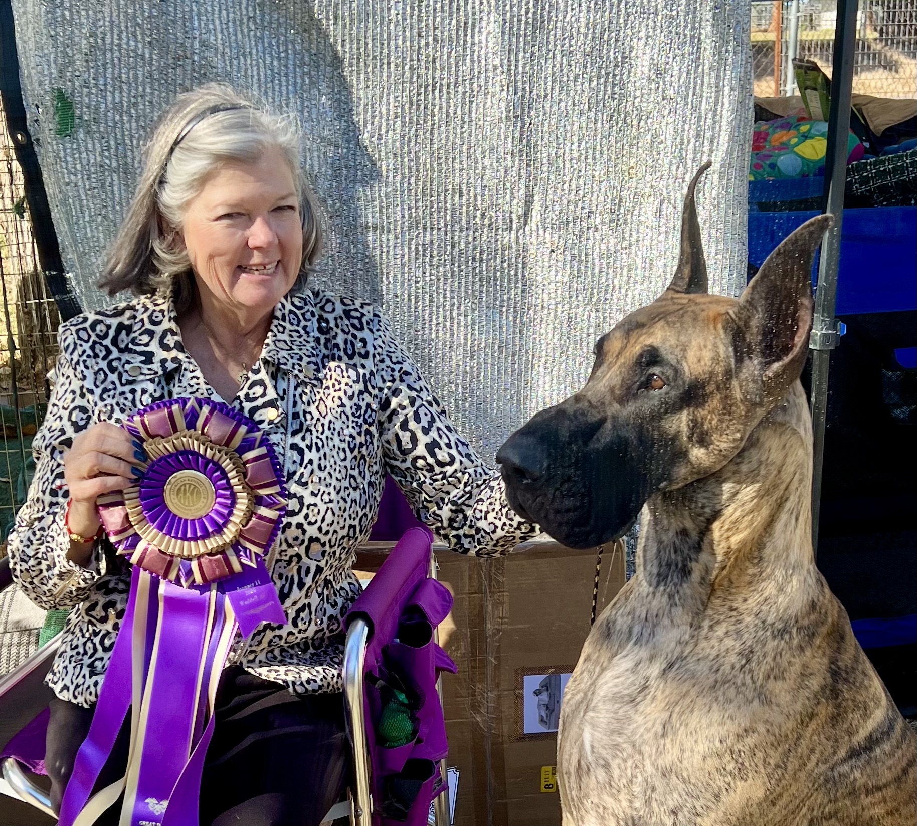 Great Dane Club of Arizona – Sunday, January 11, 2026 | Canine Chronicle